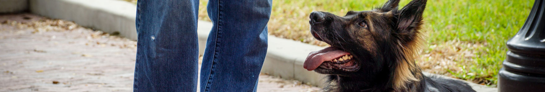 Best Dog Training Method Florida K9 Unleashed best-dog-training-method-florida-k9-unleashed