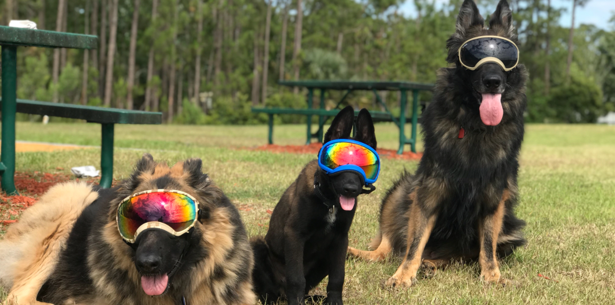 Book a Dog Training Appointment | Florida K9 Unleashed